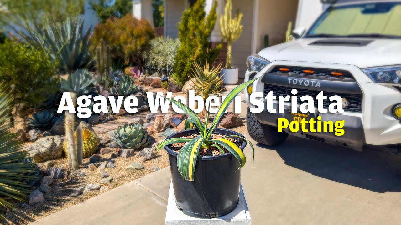 Repotting a striated Agave Weberi from a one gallon to a four gallon container