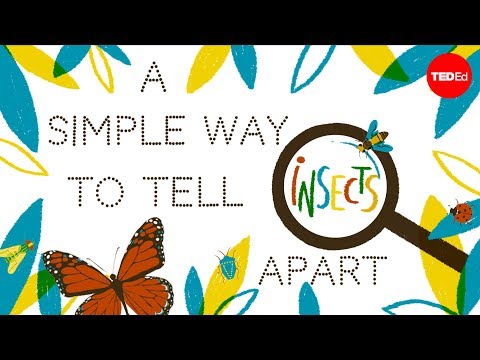 A simple way to tell insects apart - Anika Hazra