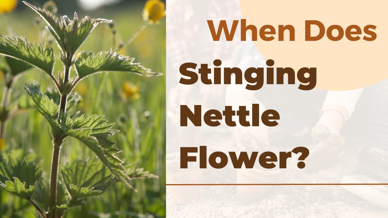 When Does Stinging Nettle Flower?