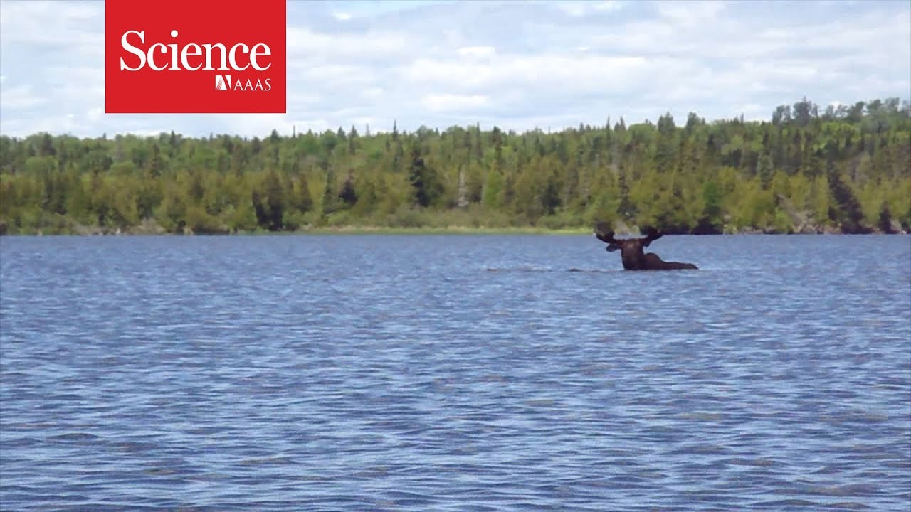 Snippet: Moose eating underwater