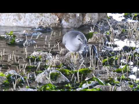 Wandering Tattler feeding along Shoreline in Seattle - 2