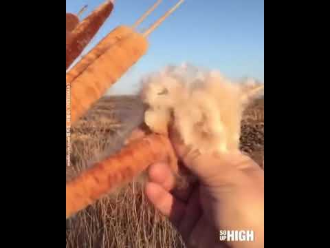 Cattail plant explosion!