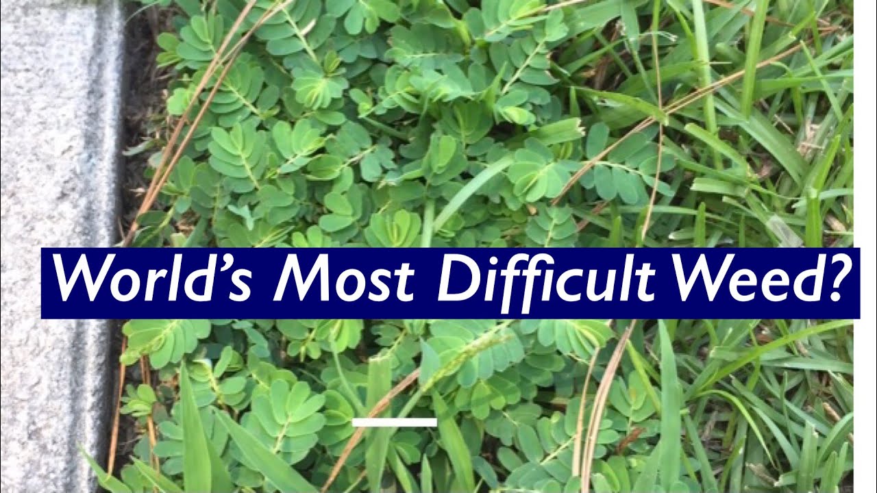 MOST DIFFICULT WEED in the World