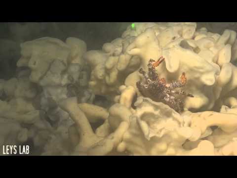Glass sponge videos: Animals of the reefs | The Madreporite