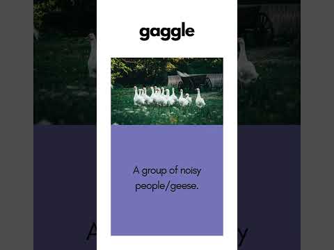 Gaggle #english #dictionary #learnenglish #education #words #vocabulary #people #noise #geese