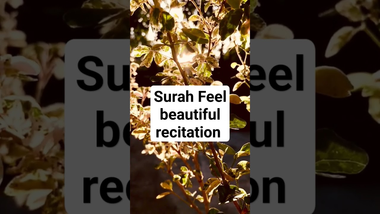 Surah Feel beautiful recitation SurahFeel Quran Telawat