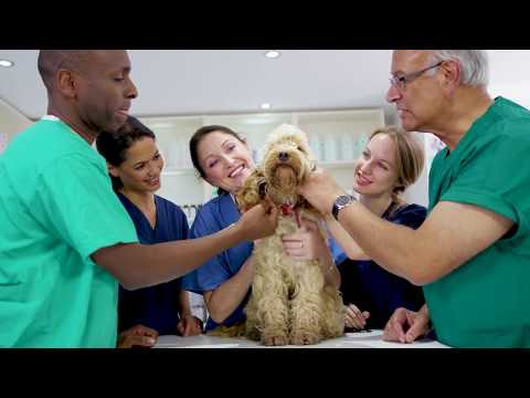 Veterinary Assistant Training - ed2go Advanced Career Training