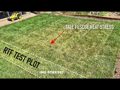 How does RTF Tall Fescue handle Heat Stress?