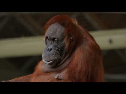 Orangutan Adventures: Fun Facts for Kids!