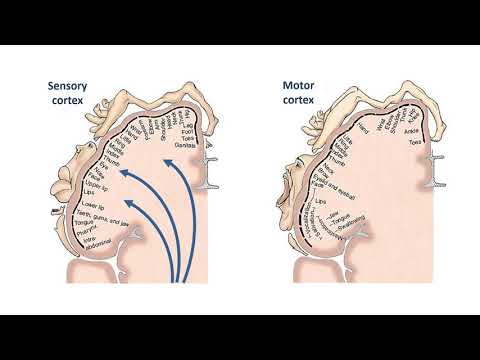 Neurophysiology part 1