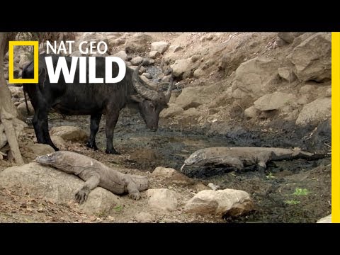 Buffalo Mud Pie | One Life