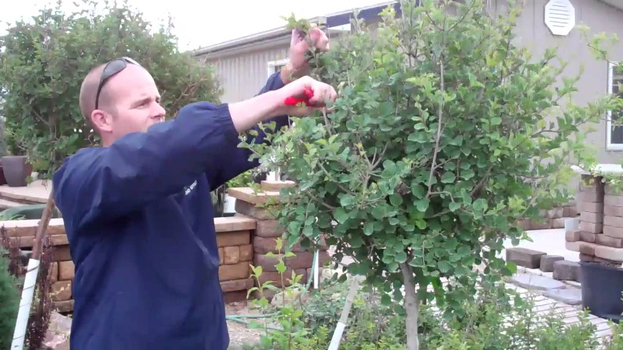 How to Trim Lilac Trees Ground Effects Sioux Center