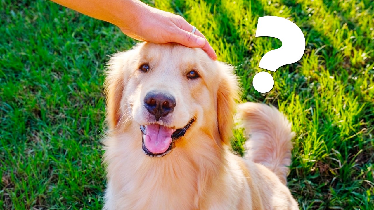 Why Do Humans NEED Pets?