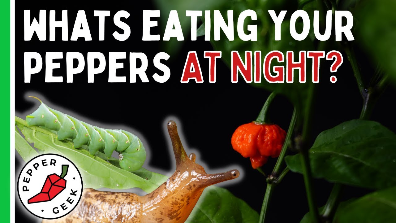 What's Eating Your Pepper Plants At Night? - Pepper Geek