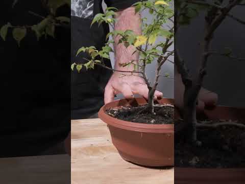 The right time to water your deciduous trees | Elm + Japanese Hornbeam | Bonsai Shorts