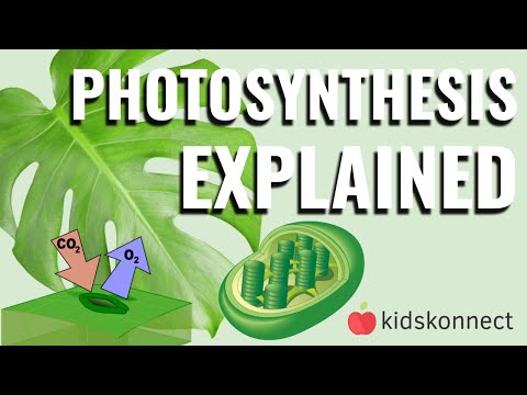 Photosynthesis Facts for Kids | Processes, Structures, Importance