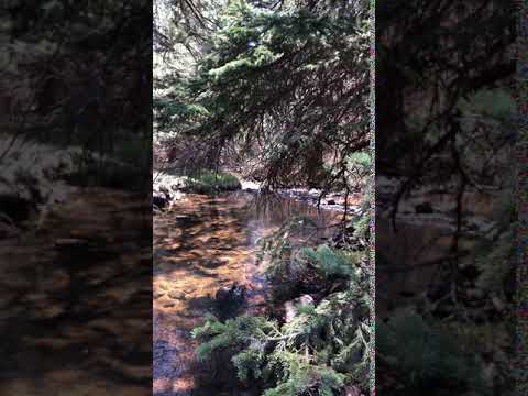 Meadows Group Campground | S.platte ranger dist, CO