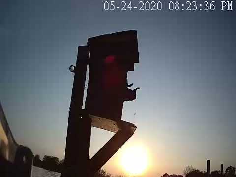 Sunset Wood Duck fly into box