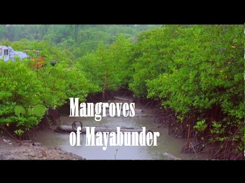Mangrove forest, Mangrove swamp, Mayabunder | Veethi