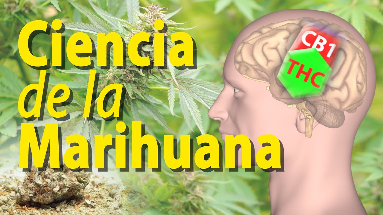 Efectos de la Marihuana sobre el Cerebro, Animación. Alila Medical Media Español.