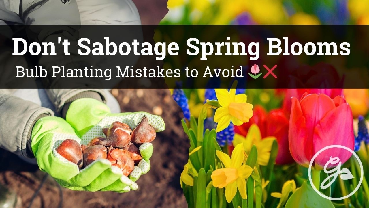 7 Bulb Planting Mistakes to Avoid 🌷❌  Don't sabotage spring blooms!