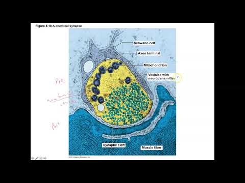 Unit 1, Part 12 Synapses