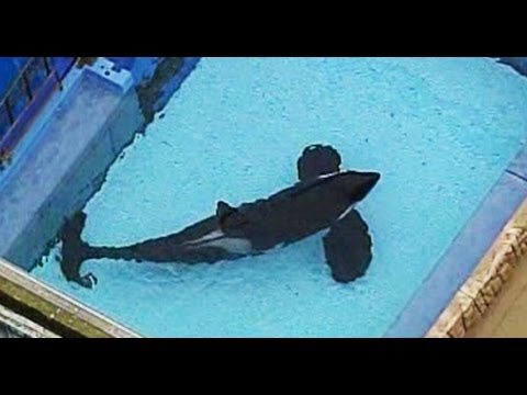 Killer Whales Film Examines Price of Captivity