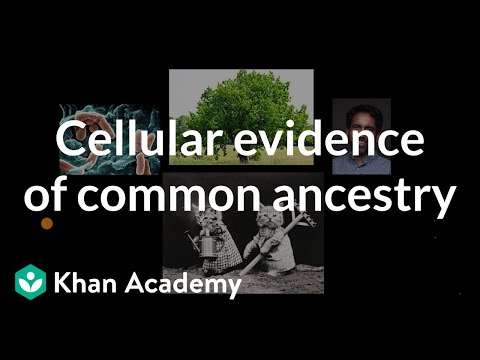 Cellular evidence of common ancestry (video) | Khan Academy