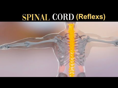 How Spinal cord work?spinal cord structure & function animation in Urdu & Hindi,it's reflexs