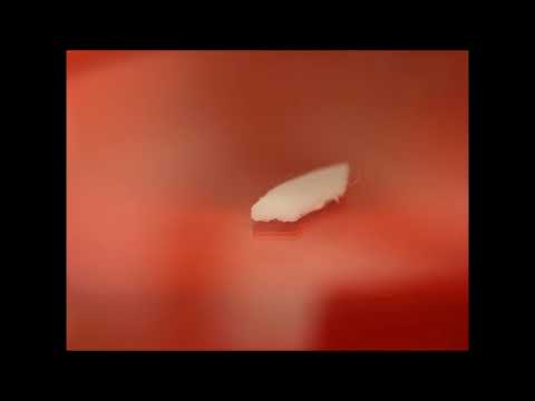 Bioprinted Femur Design