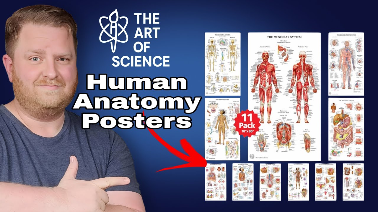 LEARN with these Human Anatomy Posters: Great for Doctors, Nurses, EMTs, and Medical Students!