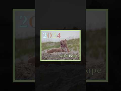 Get your 2024 with Pope Calendar!!🗓️#popesworld#popedabully#xlbully#americanbully#dogshorts#dogs