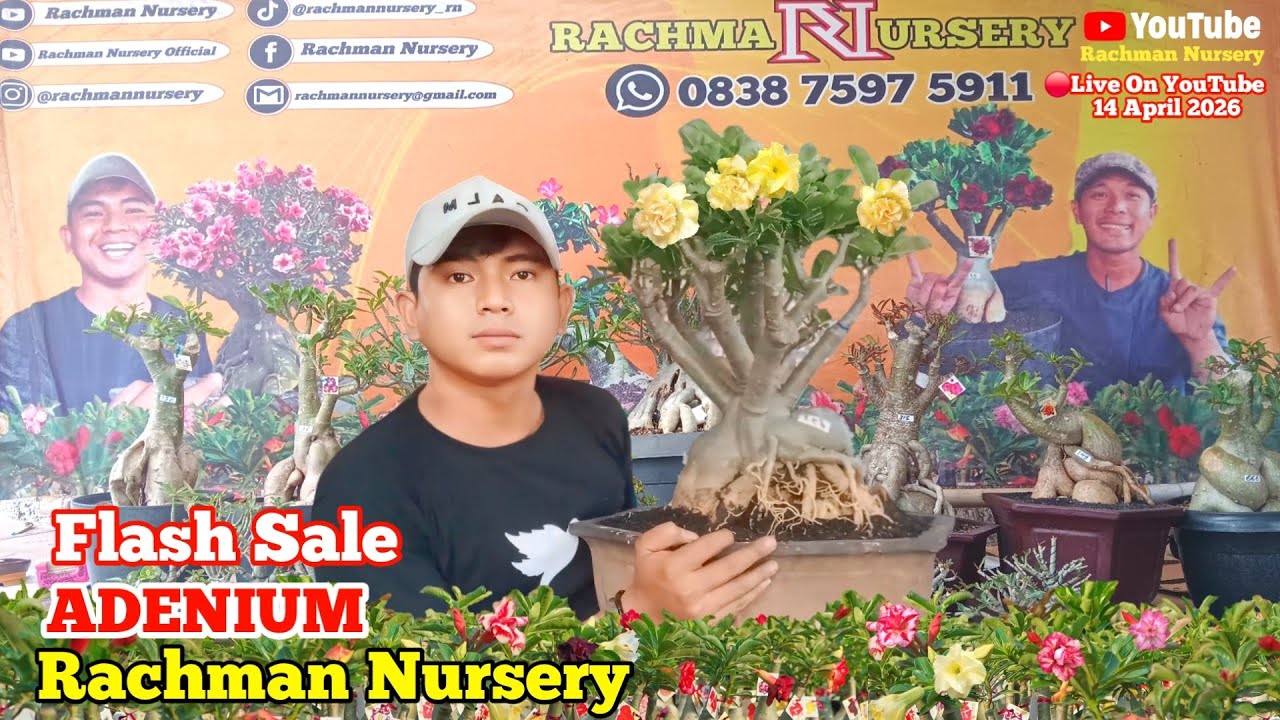 🔴 Live Flash Sale Adenium Bunga Tumpuk Dan Karakter (14 April 2026) #rachmannursery #adenium