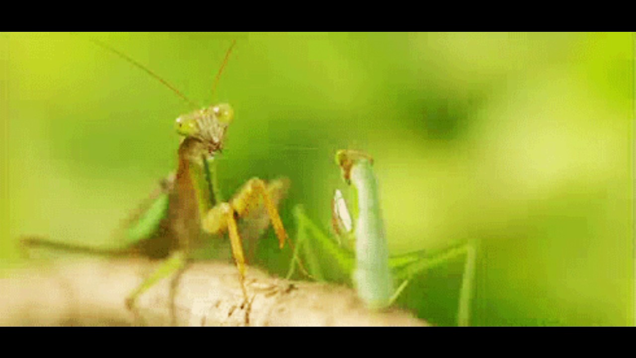 Praying Mantis truth or dare