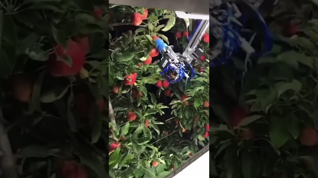 Autonomous robot for harvest apples