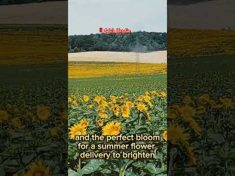 What is the symbolic meaning of Sunflower? #flower #plant #gardening