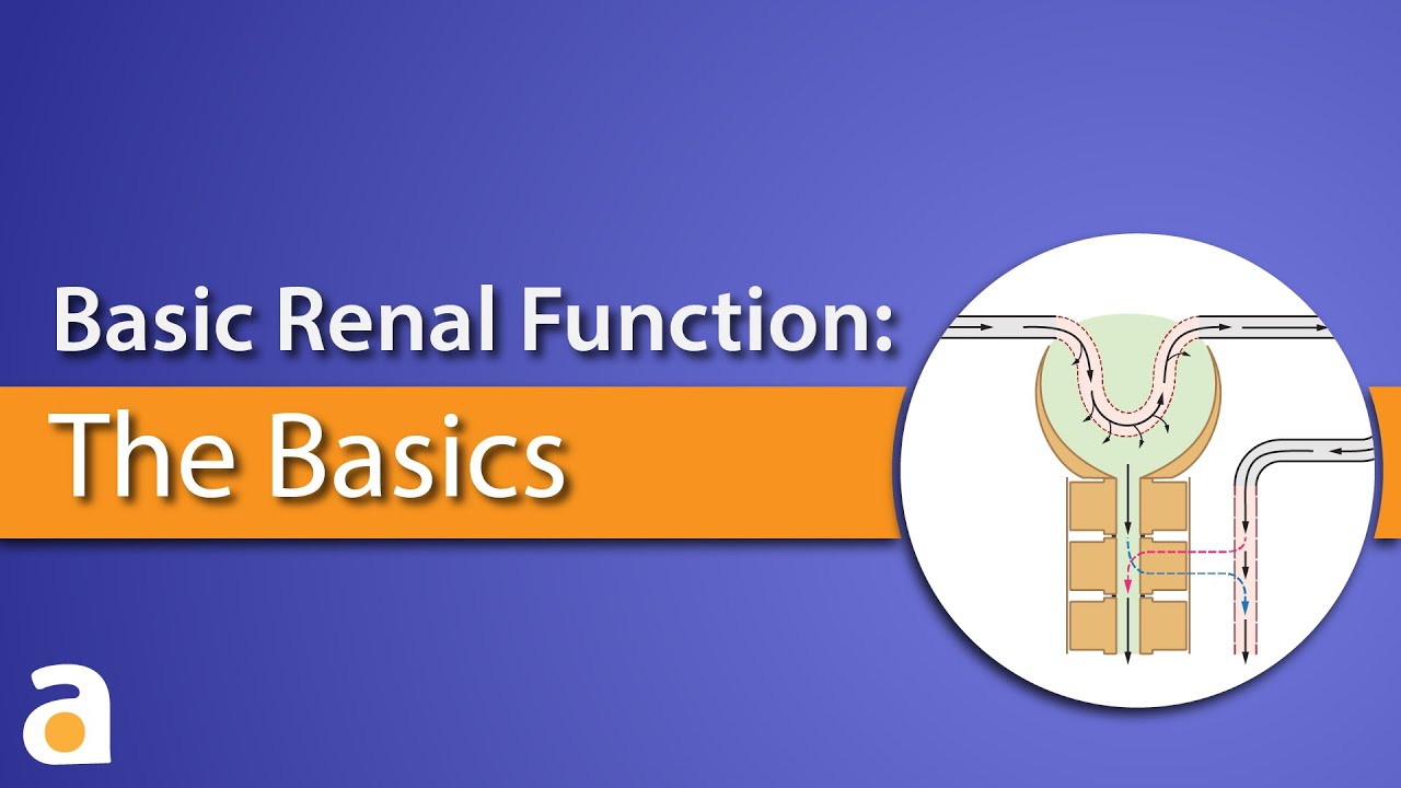 Basic Renal Function: The Basics