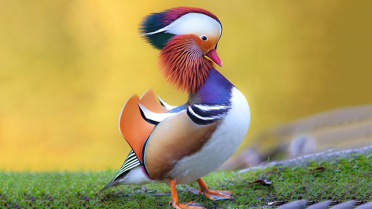 12 Most Beautiful Ducks in the World