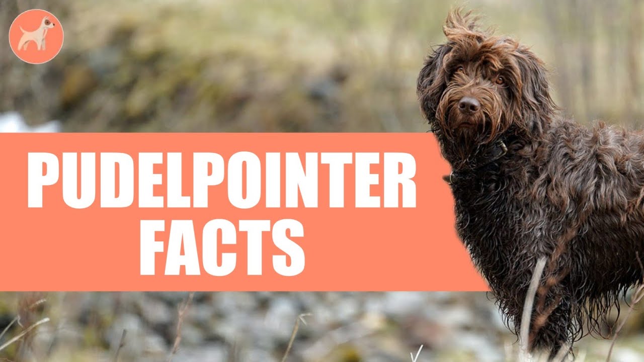 Pudelpointer Dog Breed: 10 Amazing Facts You Must Know