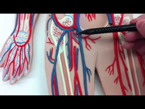 Human A&P: Anatomy of the Arteries, Veins, and the Circulatory System