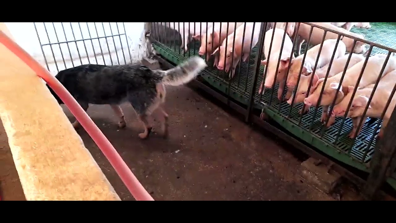 Precebo Topigs linea materna - Zootecnia del campos
