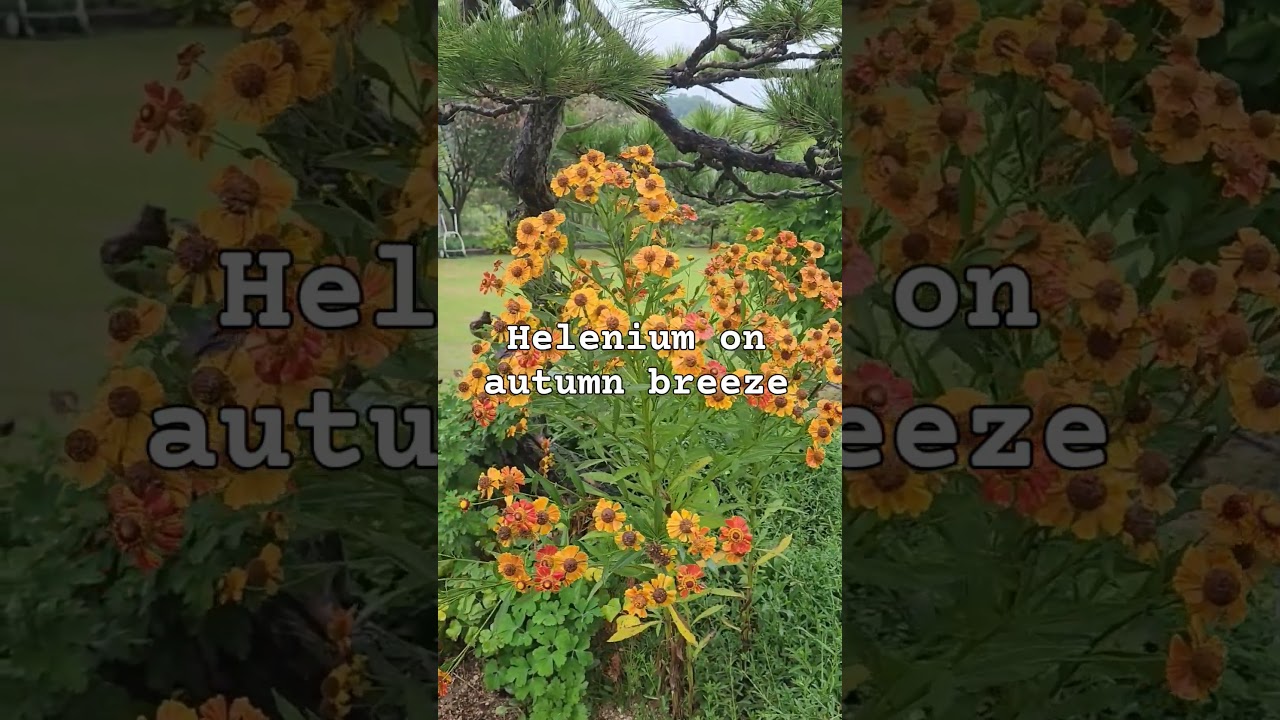 #helenium