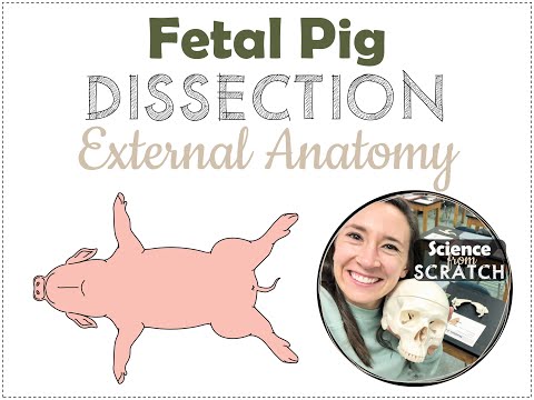 Fetal Pig Dissection 1 - External Anatomy