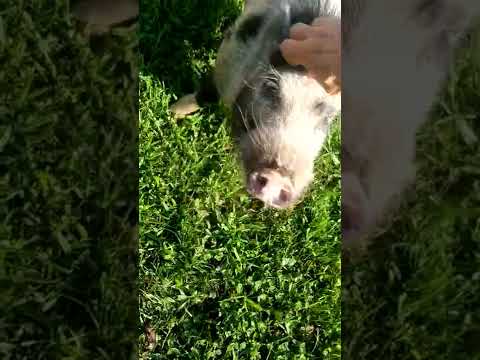 🐷 We think a 🐺 ate PorkChop! 🐖