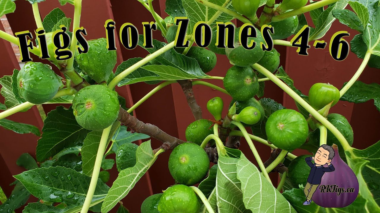 Fig Differences & descriptions you need to know Part 3 (final)