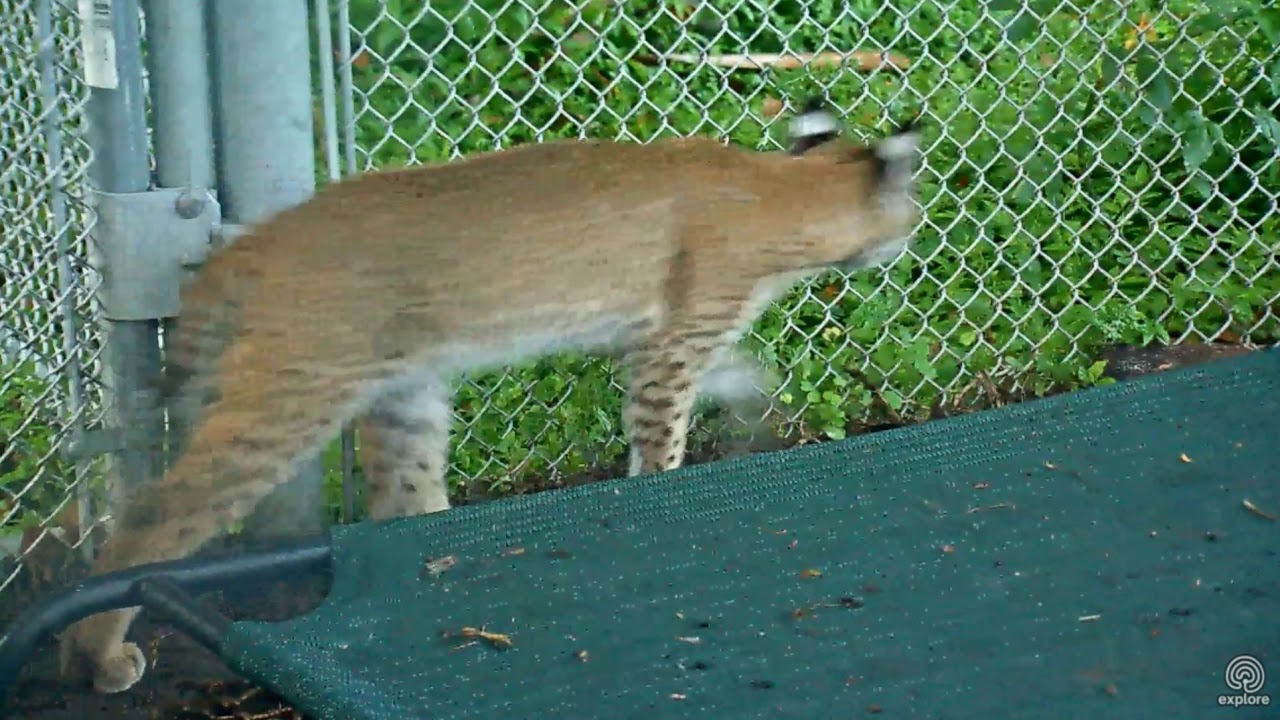 Butt Wiggle!!  Try not to giggle!!