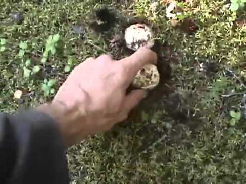 canada.mov