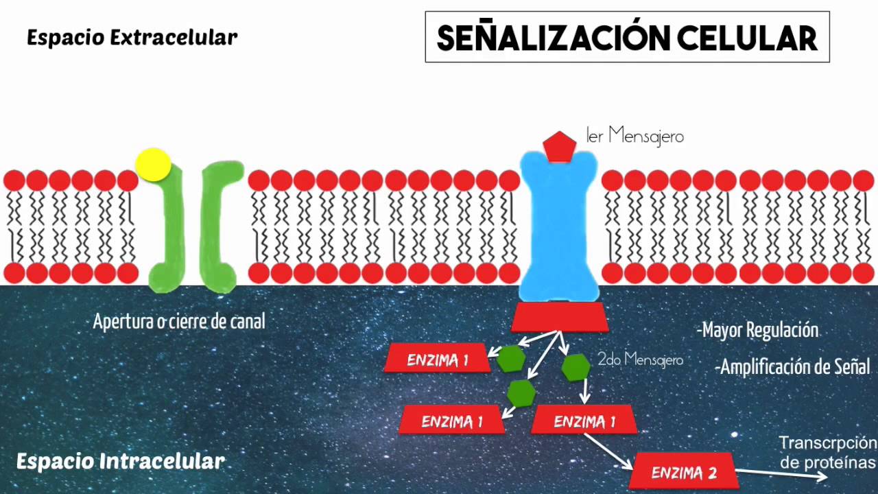 Proteína G y señalización celular básica