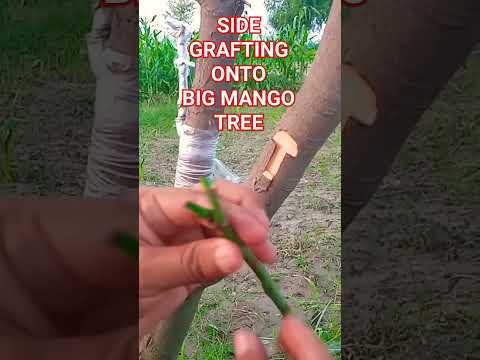 How To Graft Mango Tree Side Grafting Onto Big Mango Tree #howtograft #grafting #mango #graft