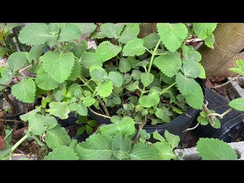 Planting spanish thyme & rosemary